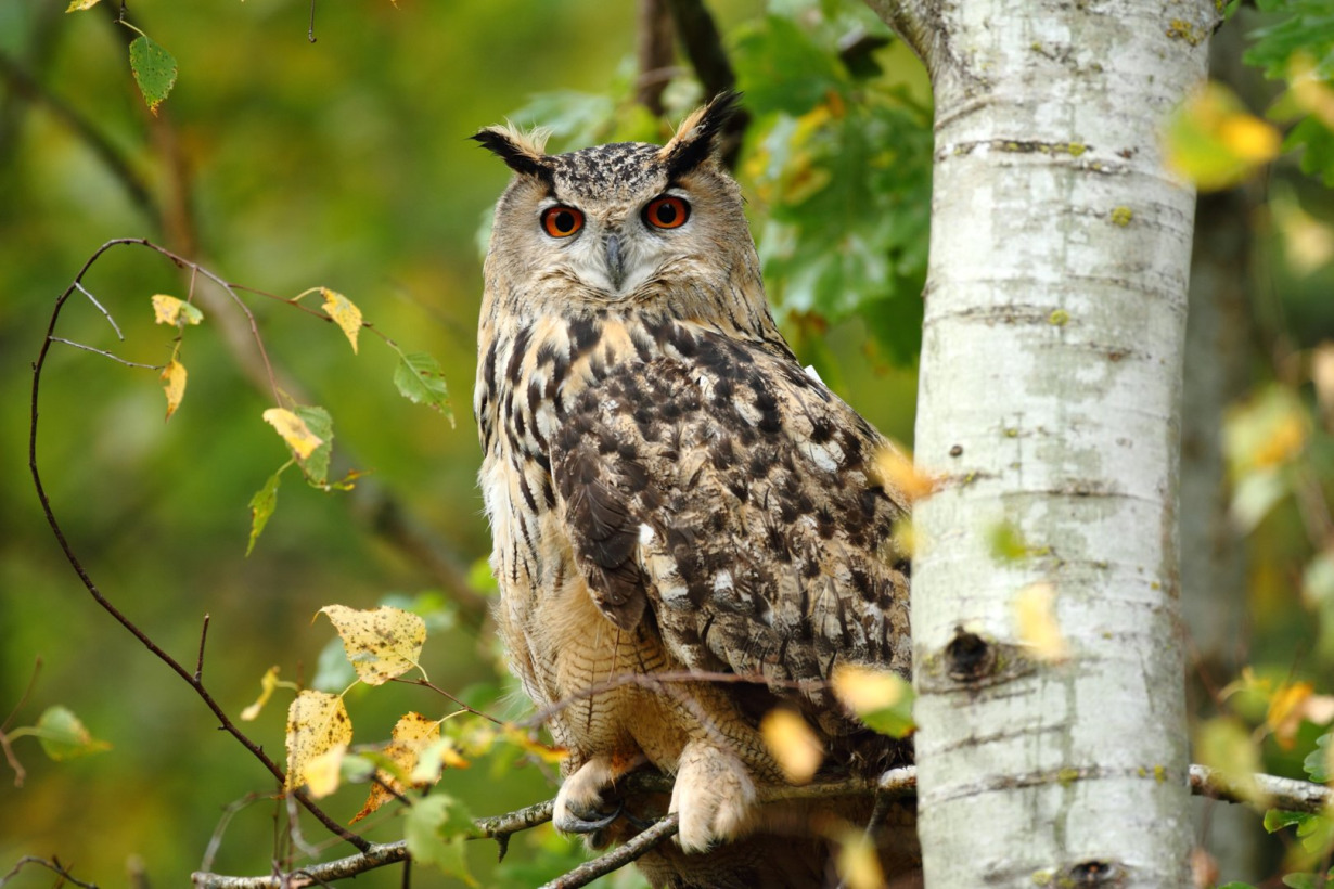 apuokai - Visuotinė lietuvių enciklopedija