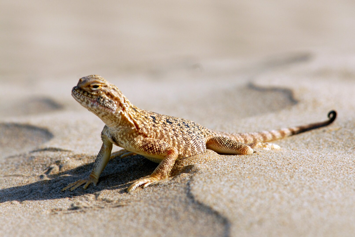 apvaliagalviai - Visuotinė lietuvių enciklopedija