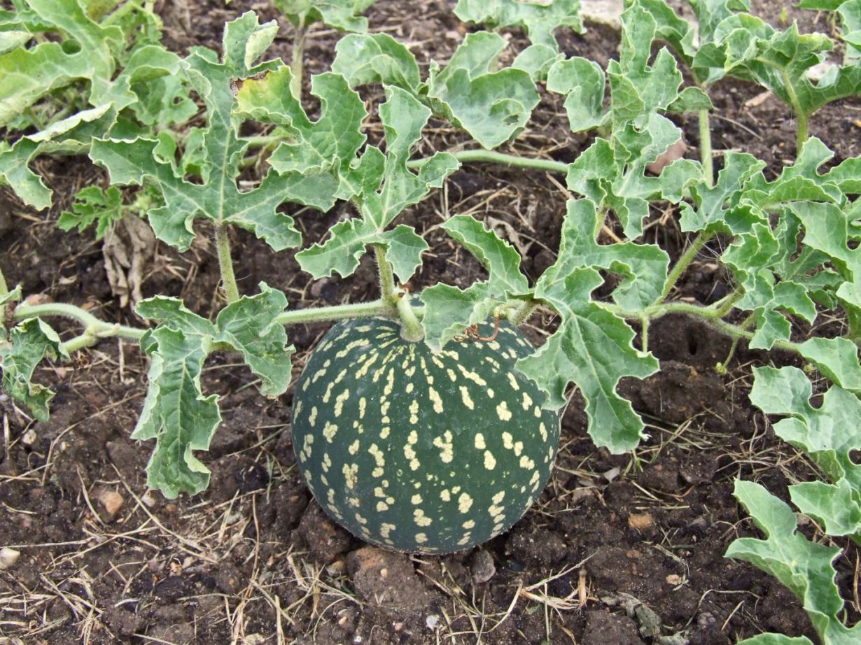 arbūzai - Visuotinė lietuvių enciklopedija