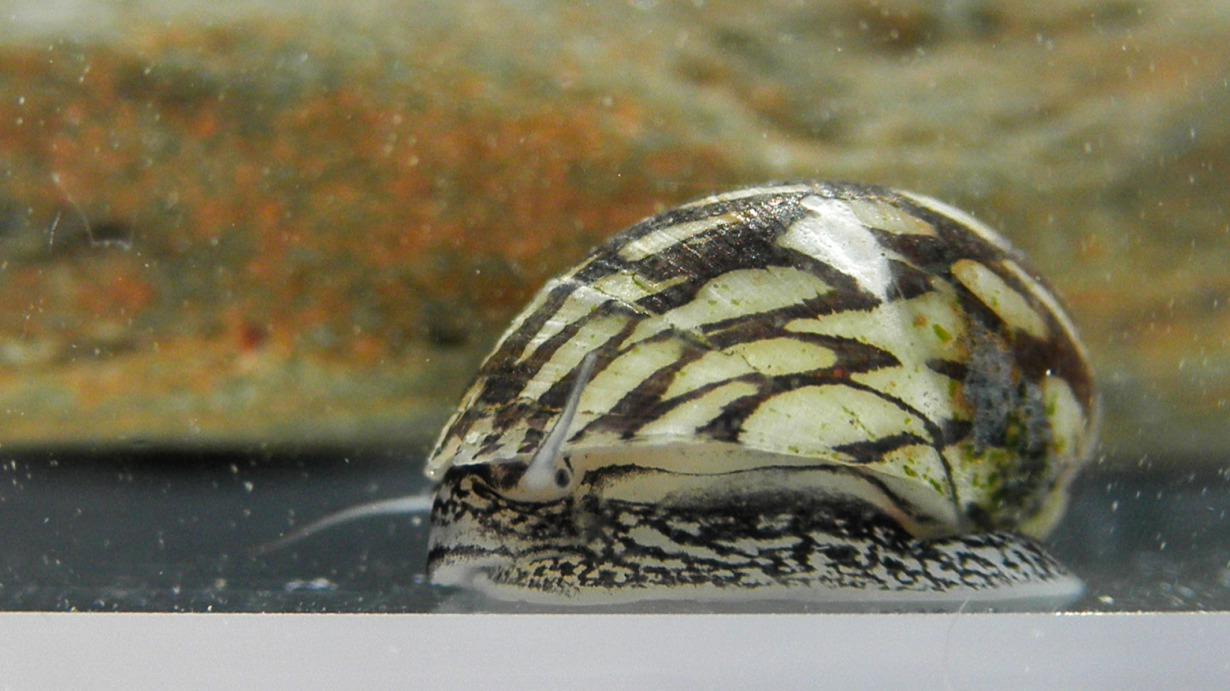 priekiažiauniai moliuskai - Visuotinė lietuvių enciklopedija