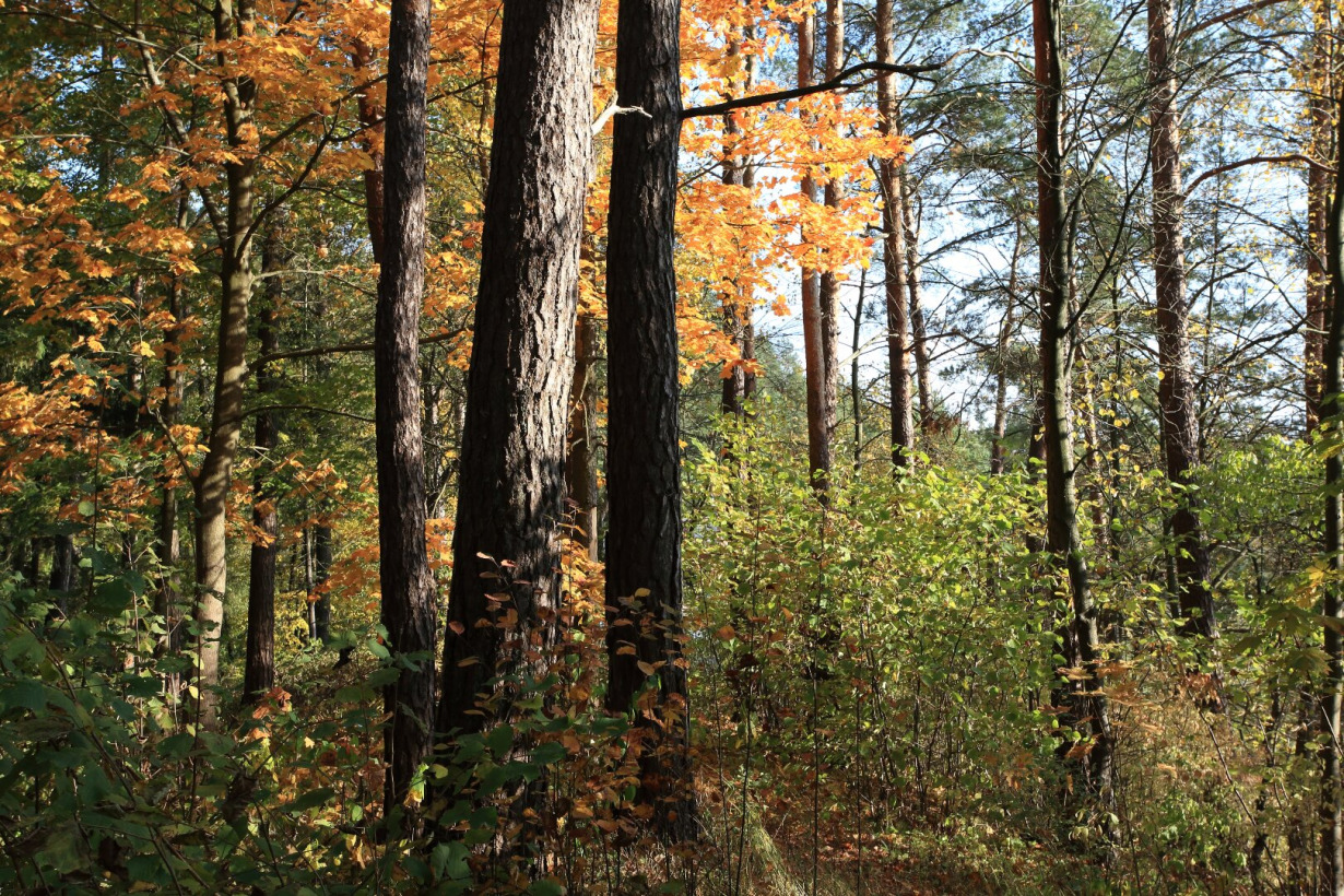 Prienų miškai - Visuotinė lietuvių enciklopedija
