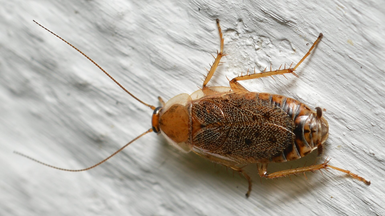 prūsokai - Visuotinė lietuvių enciklopedija