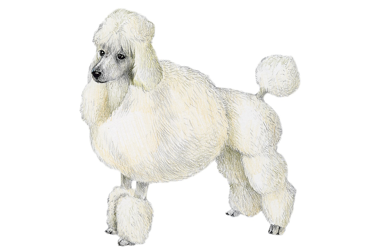 pudeliai - Visuotinė lietuvių enciklopedija