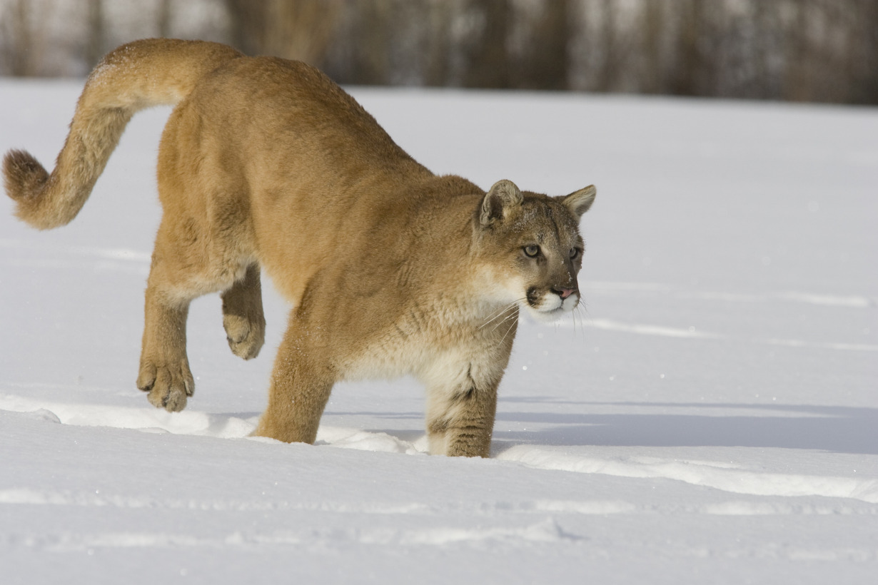 puma - Visuotinė lietuvių enciklopedija