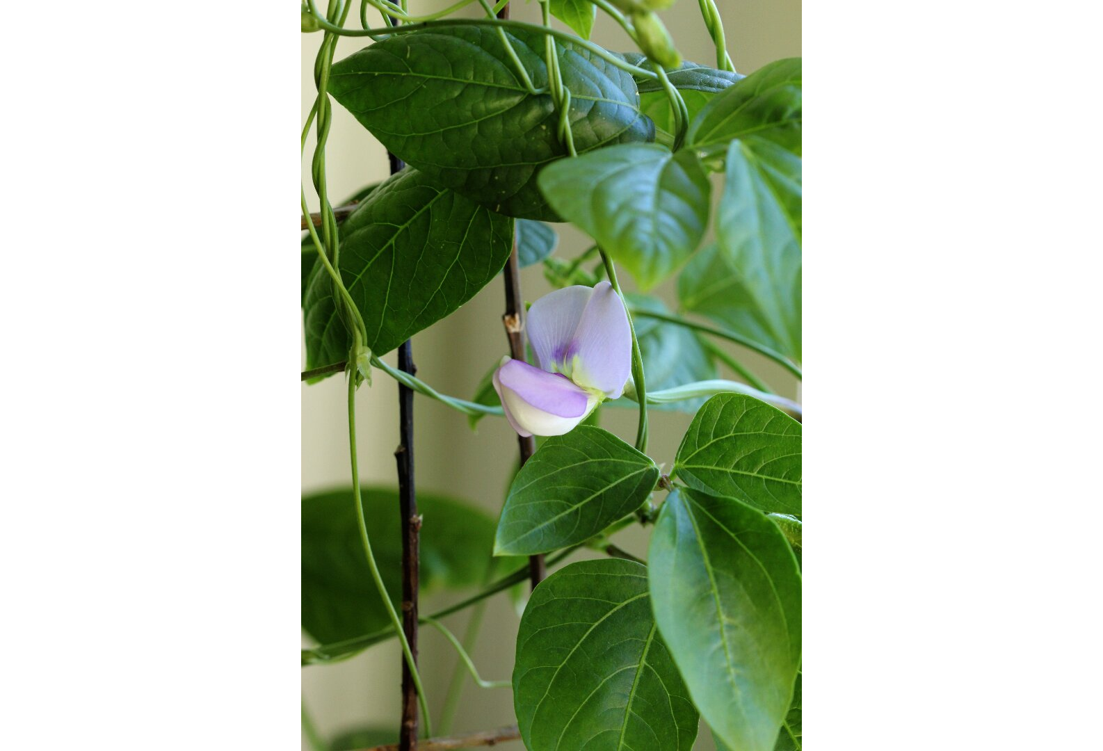 pupuolė - Visuotinė lietuvių enciklopedija