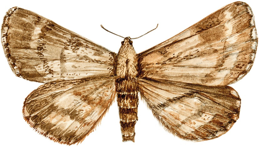 pušinis sprindis - Visuotinė lietuvių enciklopedija