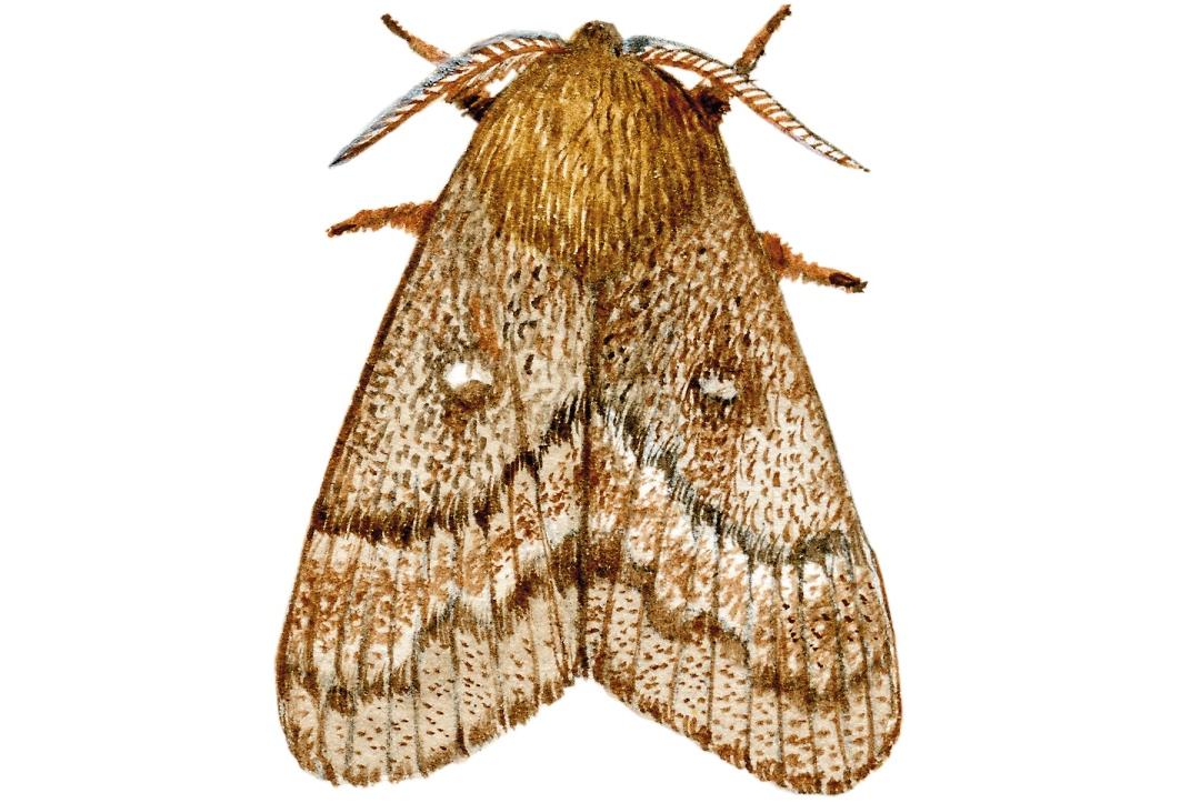 pušinis verpikas - Visuotinė lietuvių enciklopedija