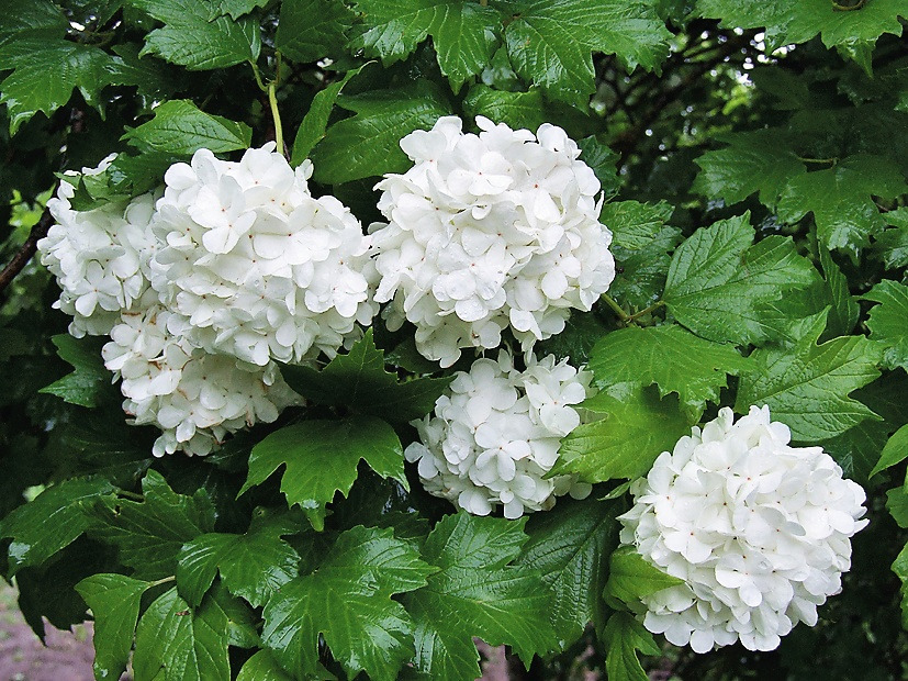 putinas - Visuotinė lietuvių enciklopedija