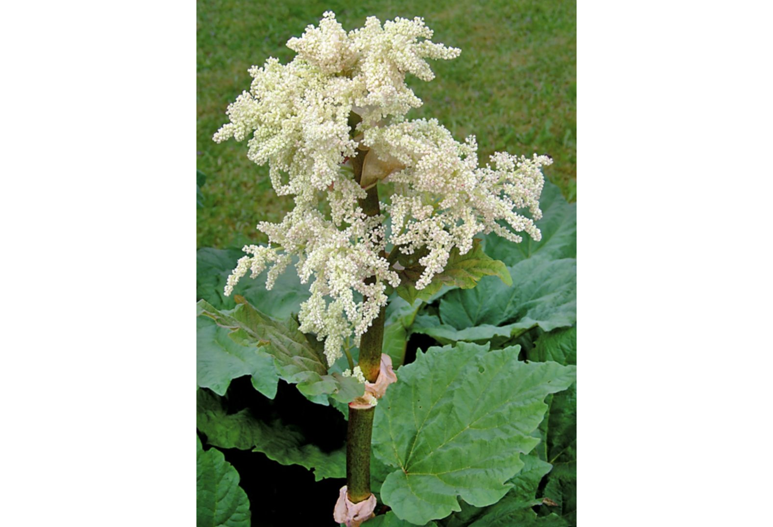 rabarbaras - Visuotinė lietuvių enciklopedija