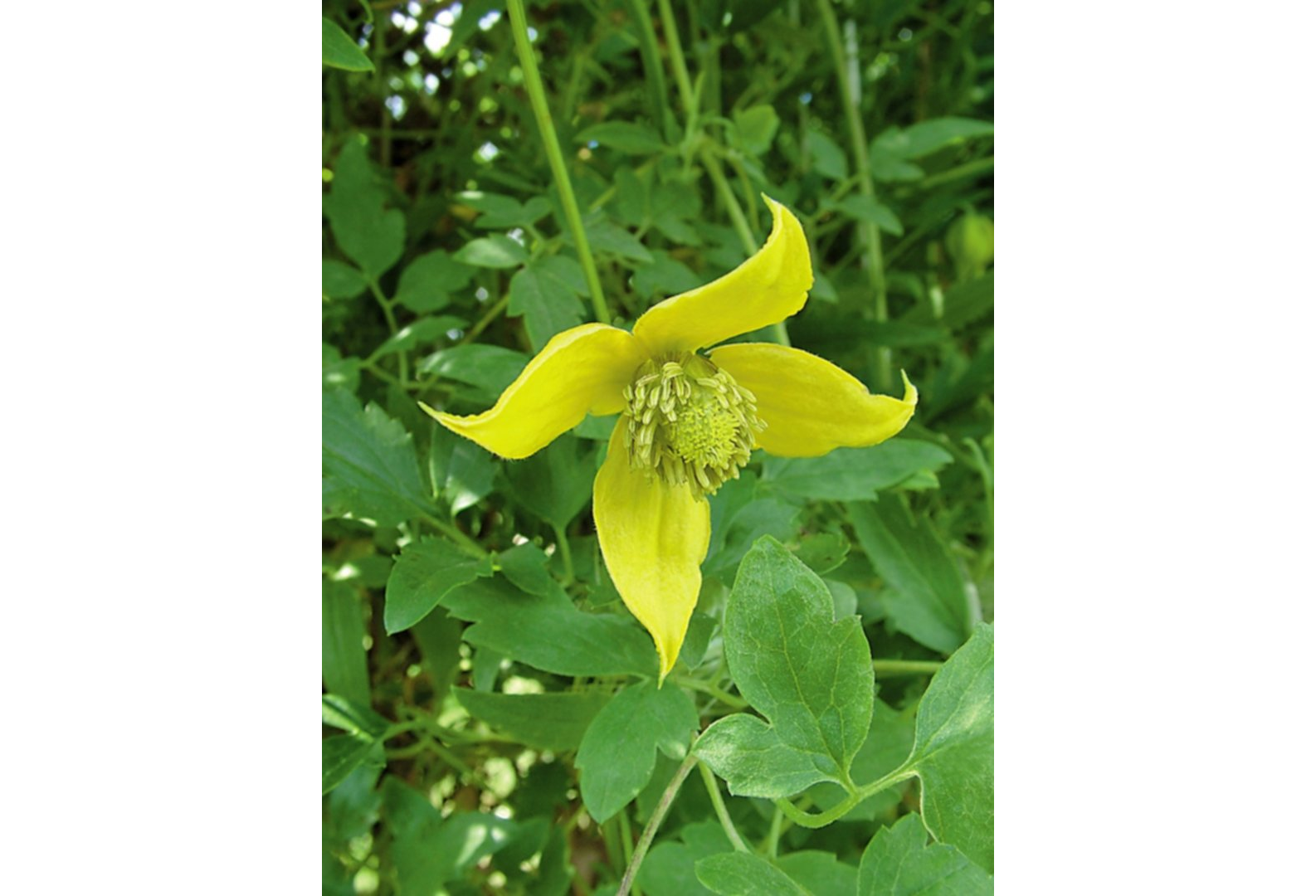 raganė - Visuotinė lietuvių enciklopedija