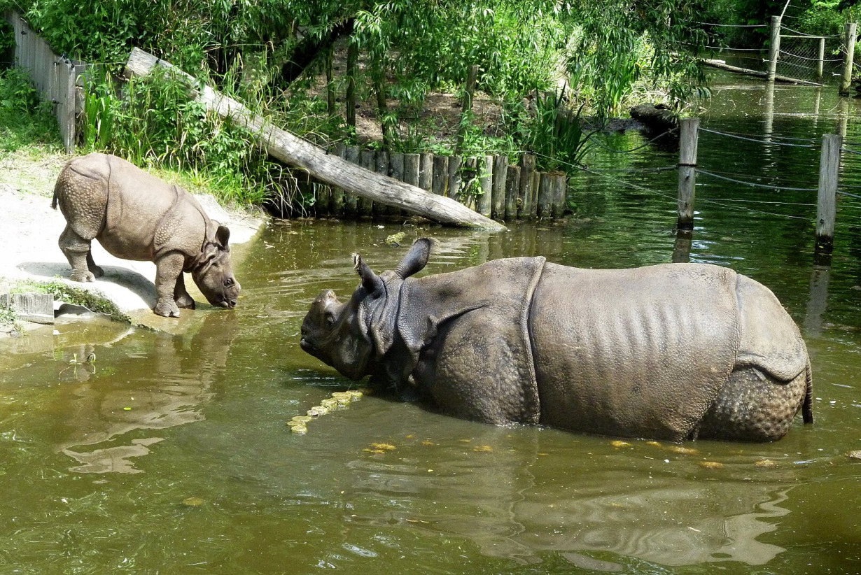raganosiniai - Visuotinė lietuvių enciklopedija