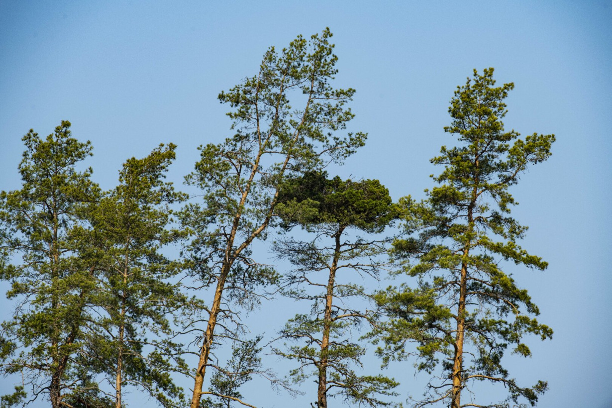 raganos šluota - Visuotinė lietuvių enciklopedija