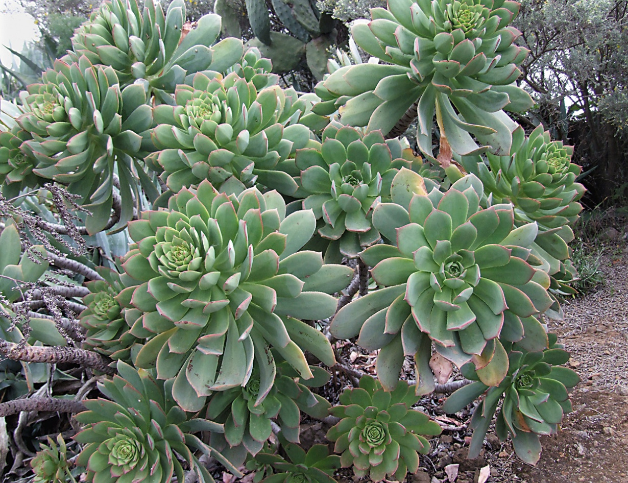 ramdis - Visuotinė lietuvių enciklopedija