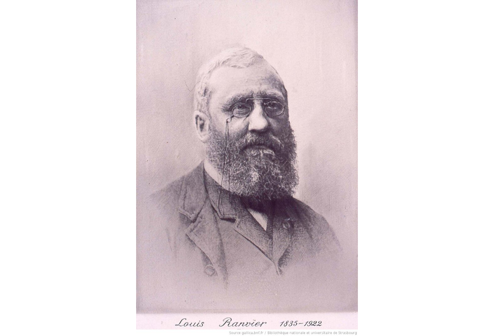 Louis Antoine Ranvier - Visuotinė lietuvių enciklopedija