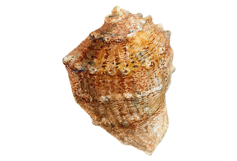 rapanos - Visuotinė lietuvių enciklopedija