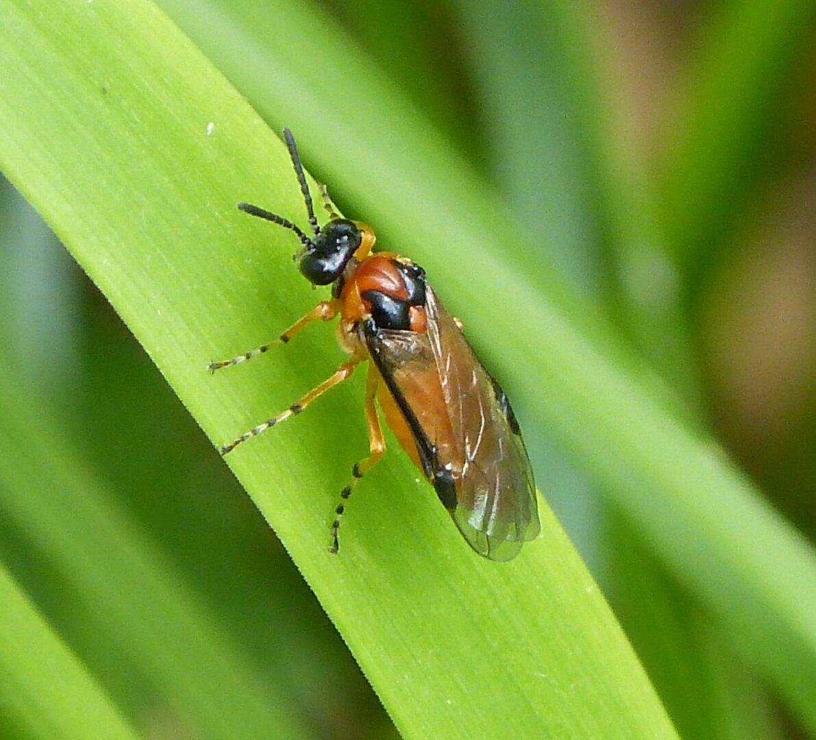 rapsinis pjūklelis - Visuotinė lietuvių enciklopedija