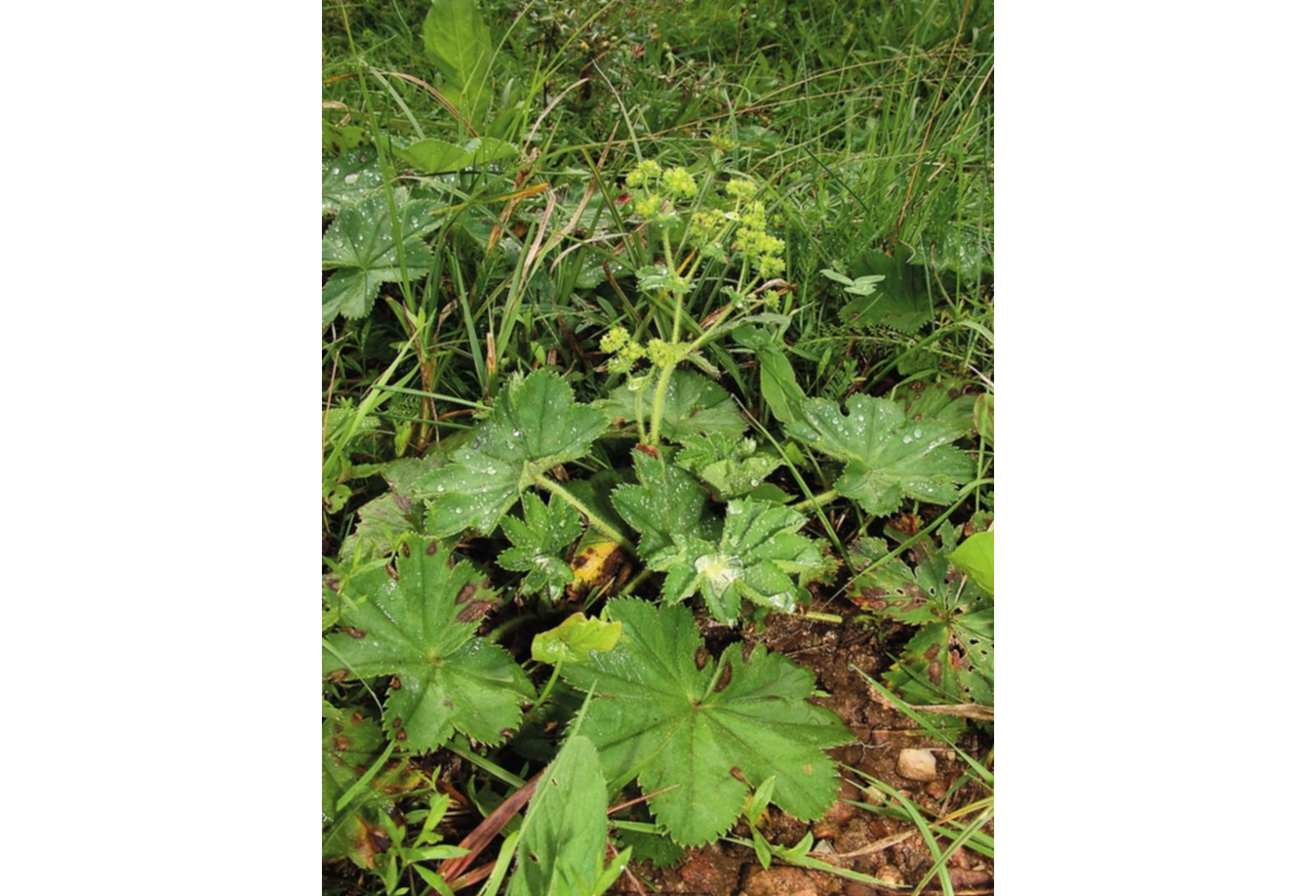 rasakila - Visuotinė lietuvių enciklopedija