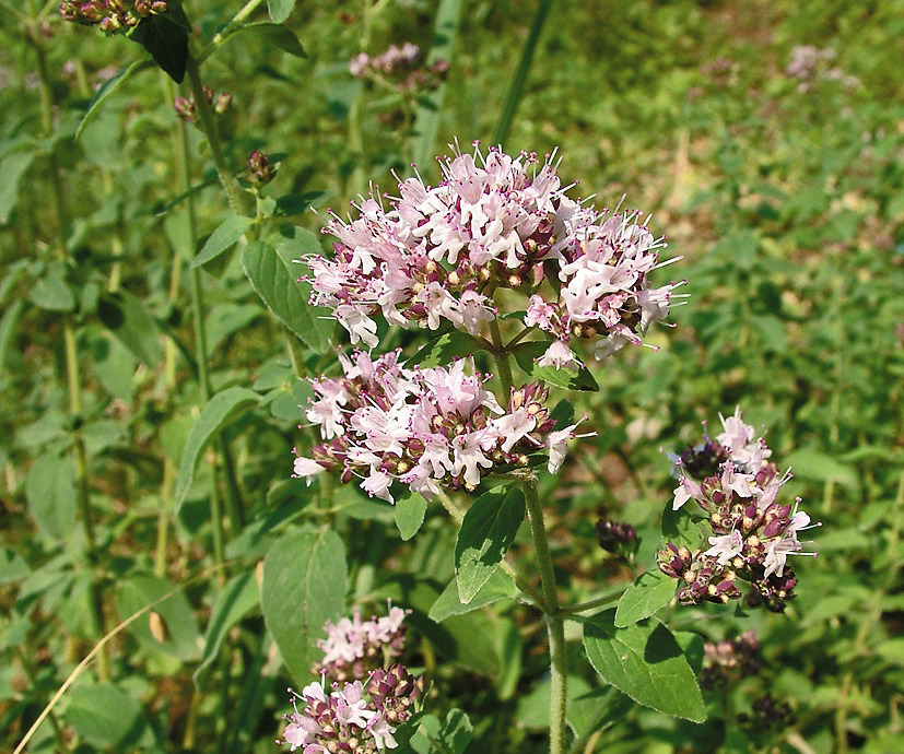 raudonėlis - Visuotinė lietuvių enciklopedija
