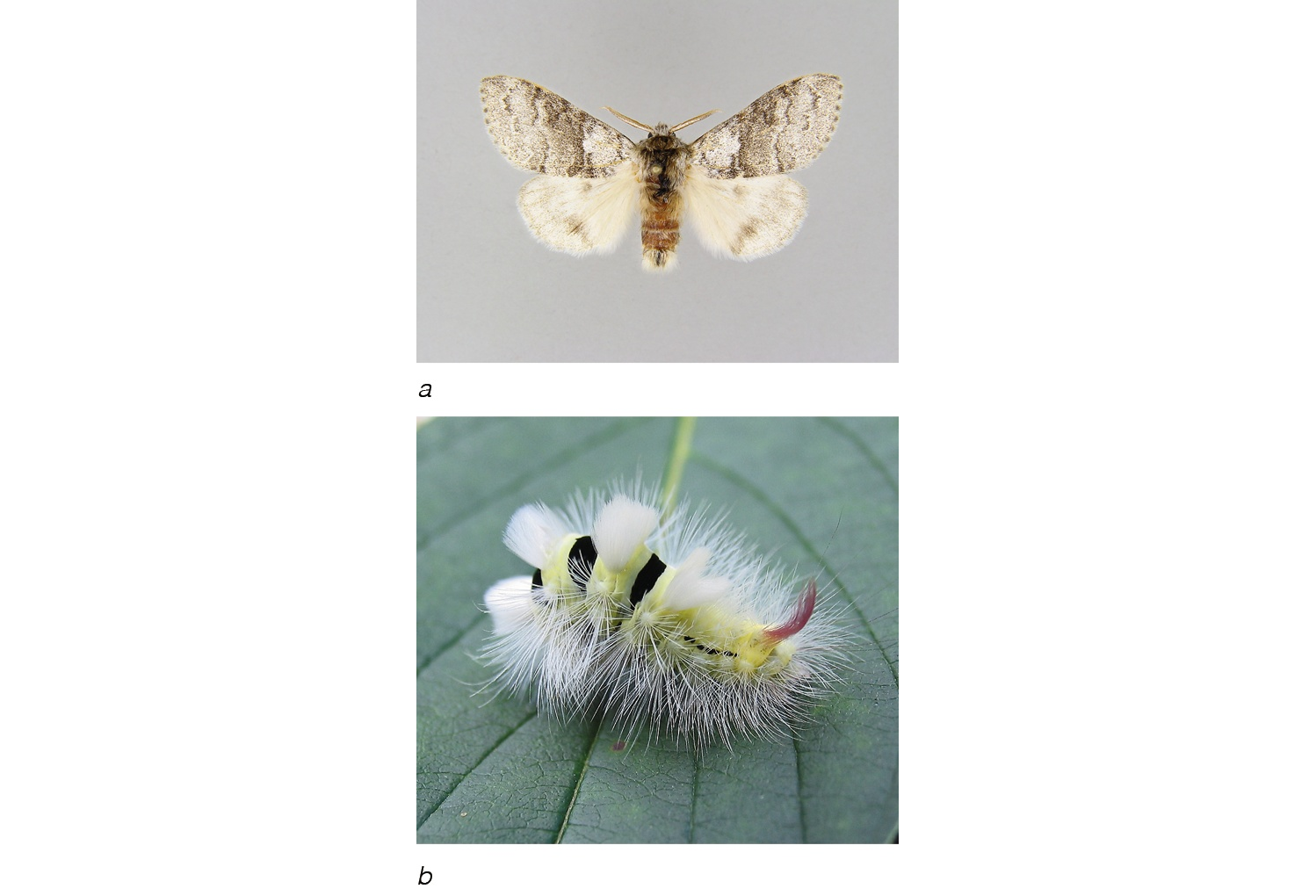 raudonuodegis verpikas - Visuotinė lietuvių enciklopedija