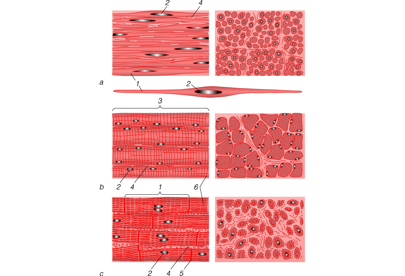 raumeninis audinys - Visuotinė lietuvių enciklopedija
