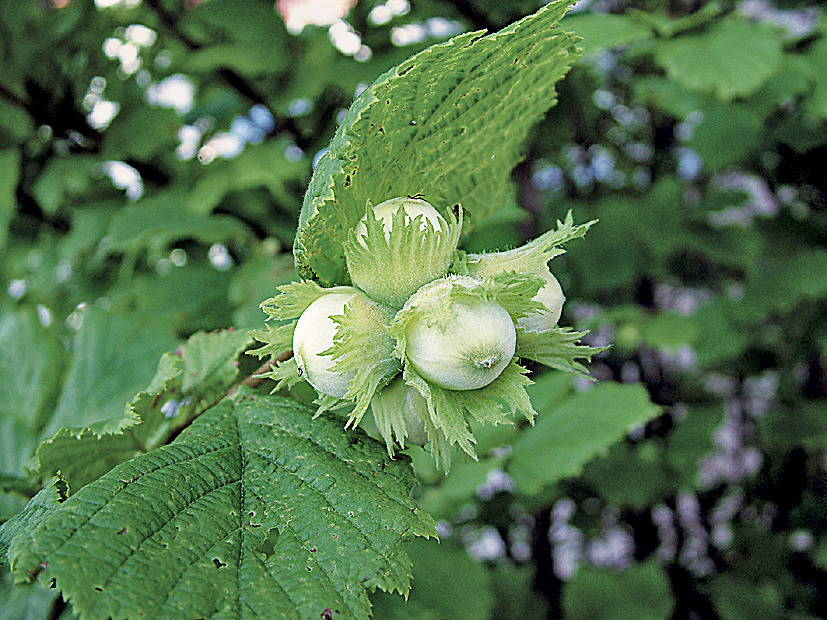 riešutas - Visuotinė lietuvių enciklopedija