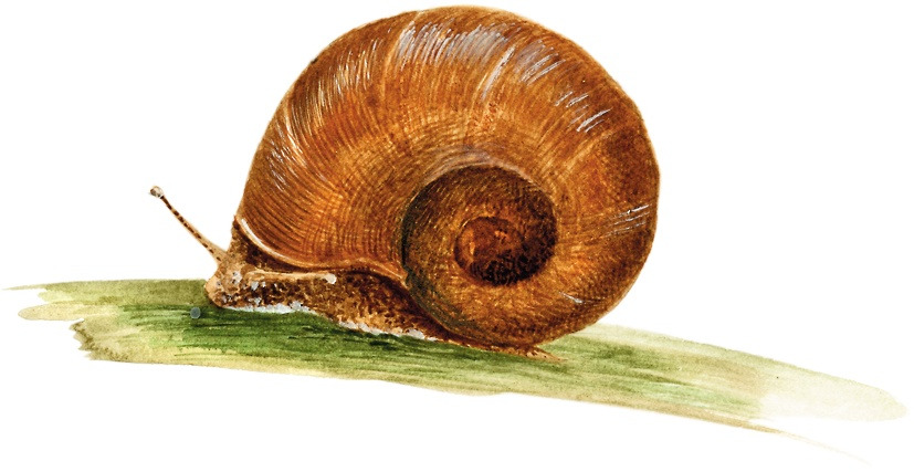 ritinukės - Visuotinė lietuvių enciklopedija