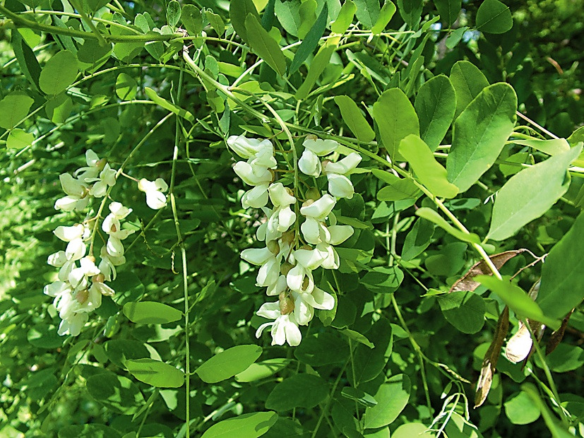 robinija - Visuotinė lietuvių enciklopedija