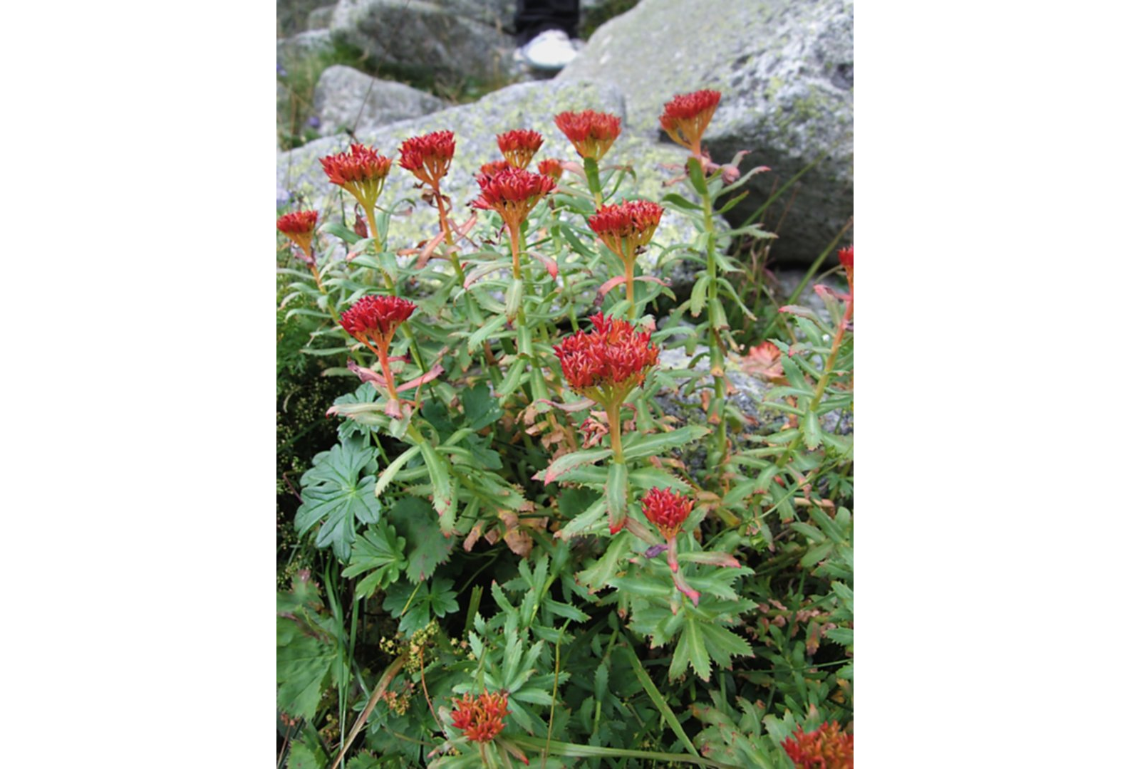 rodiolė - Visuotinė lietuvių enciklopedija