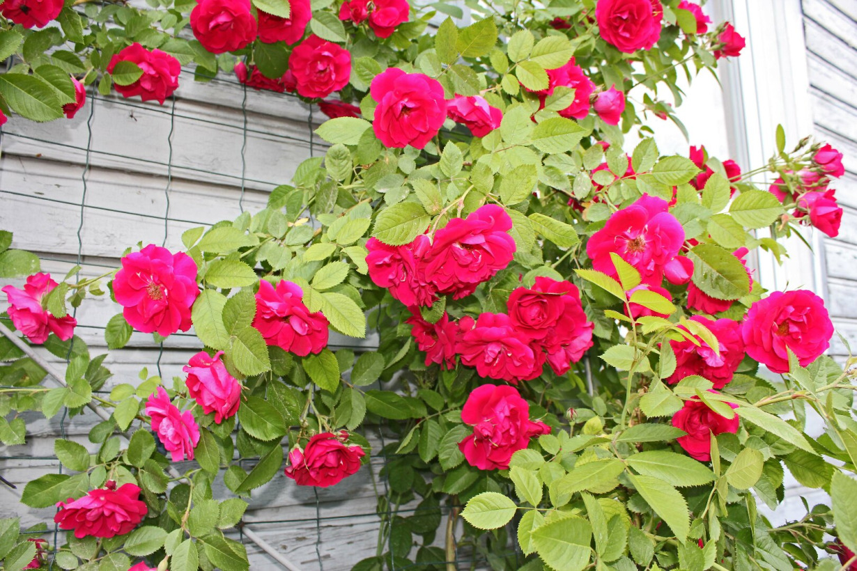 rožės - Visuotinė lietuvių enciklopedija