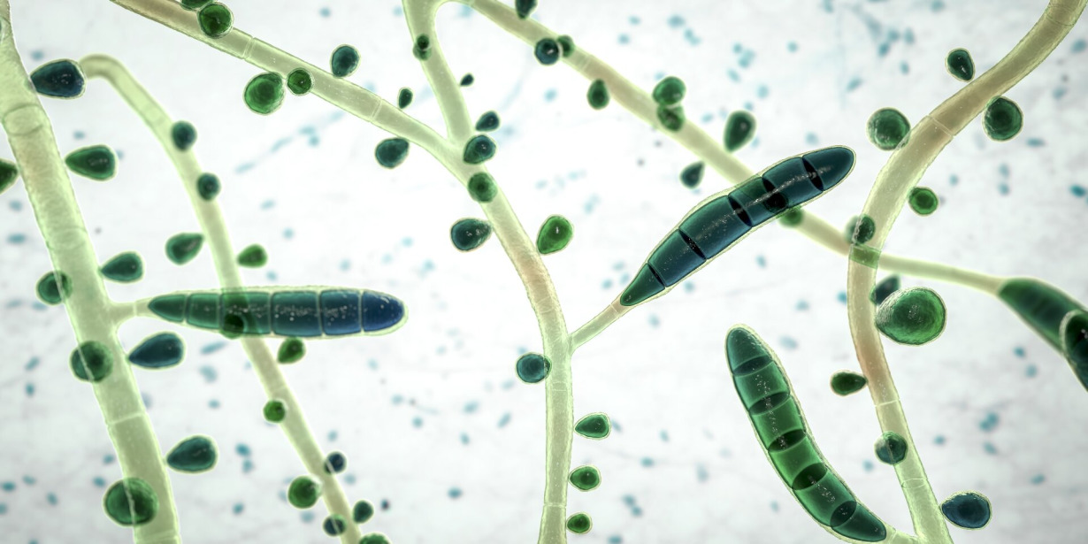 rubrofitija - Visuotinė lietuvių enciklopedija