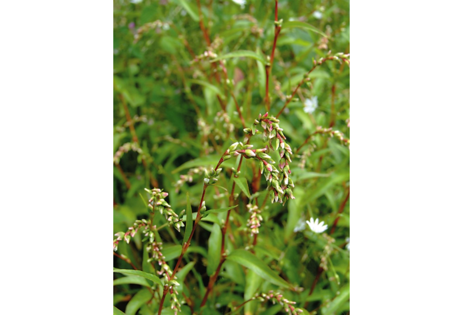 rūgtis - Visuotinė lietuvių enciklopedija