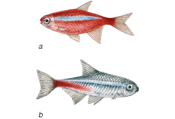 neonai - Visuotinė lietuvių enciklopedija