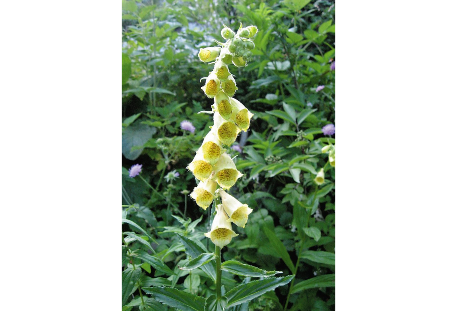 rusmenė - Visuotinė lietuvių enciklopedija