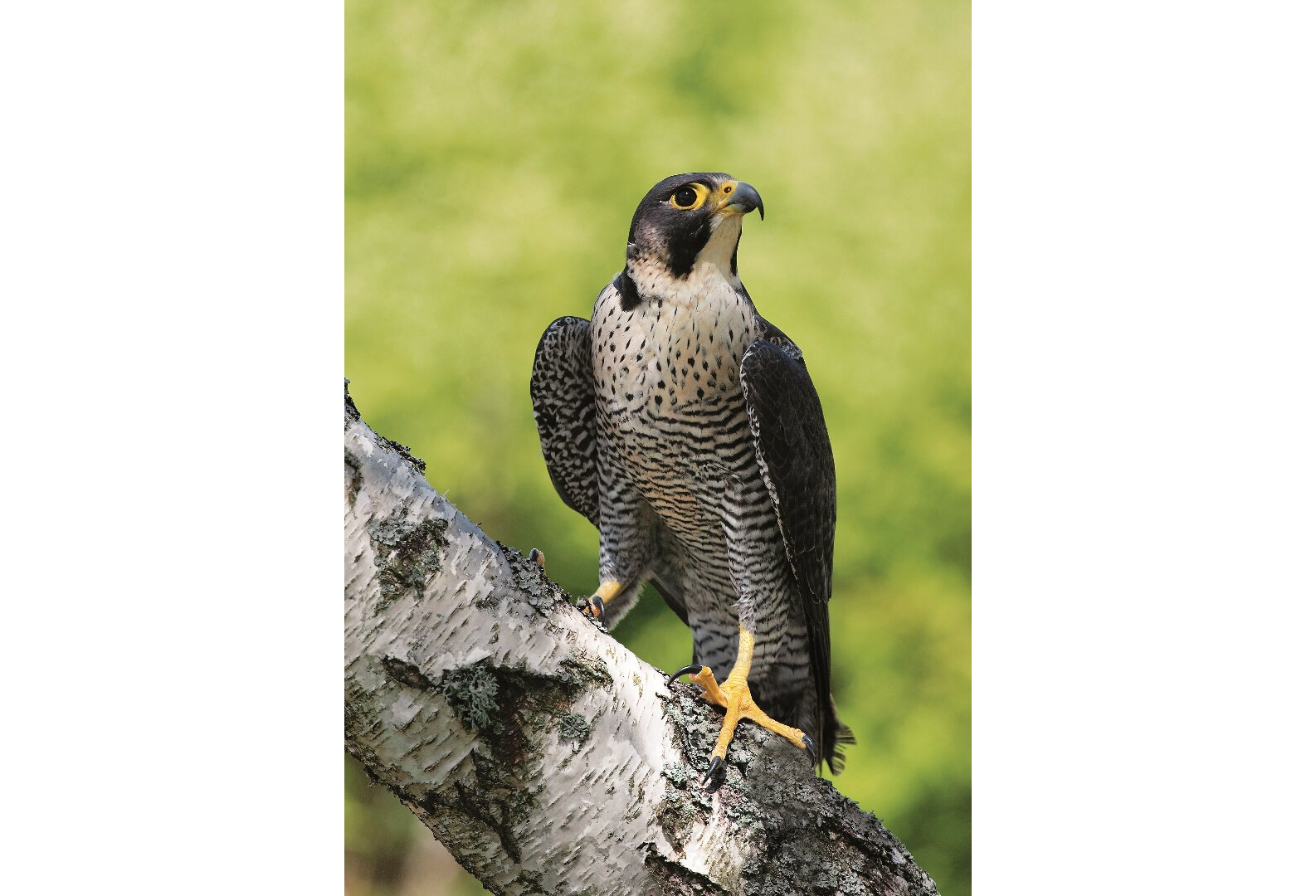 sakalas keleivis - Visuotinė lietuvių enciklopedija