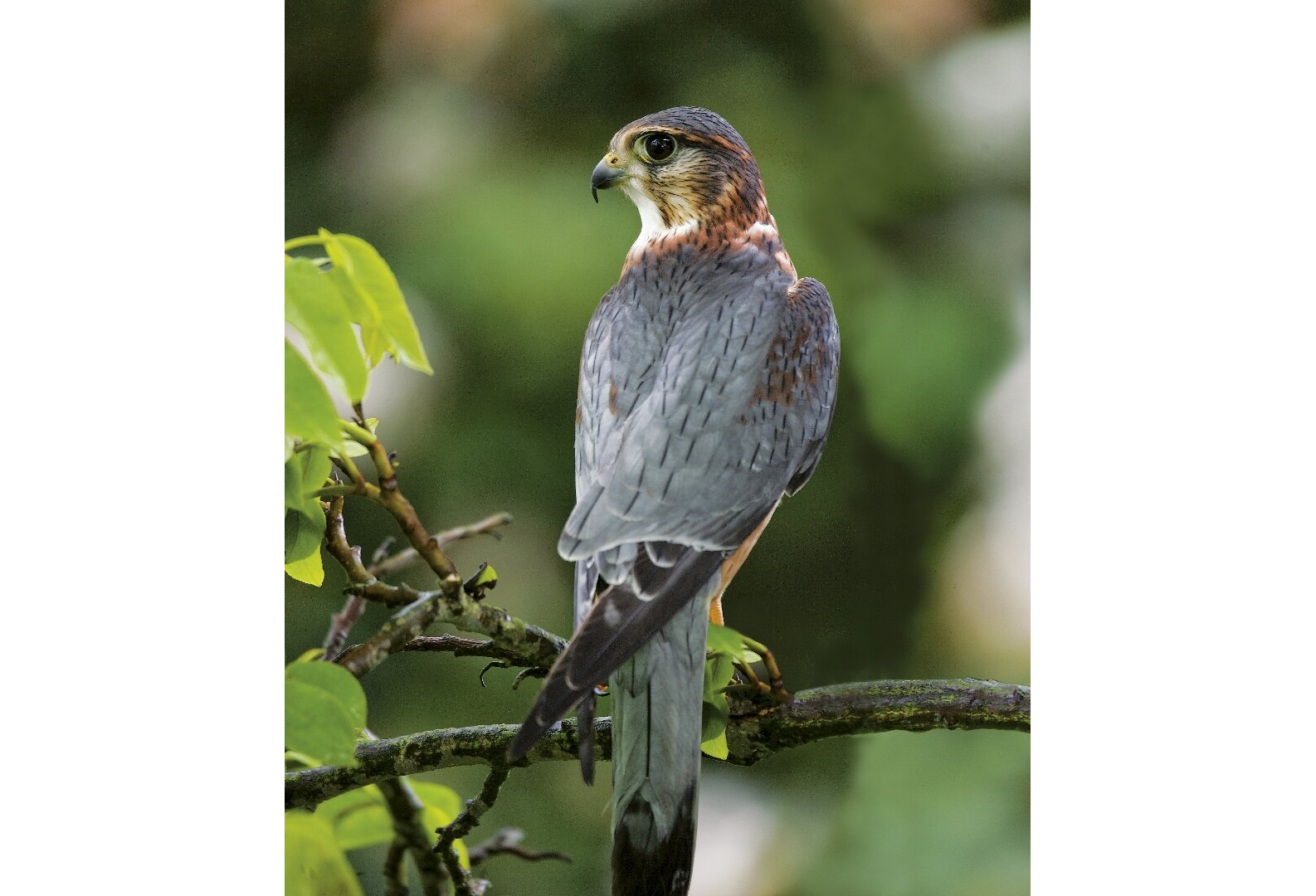 sakaliniai - Visuotinė lietuvių enciklopedija