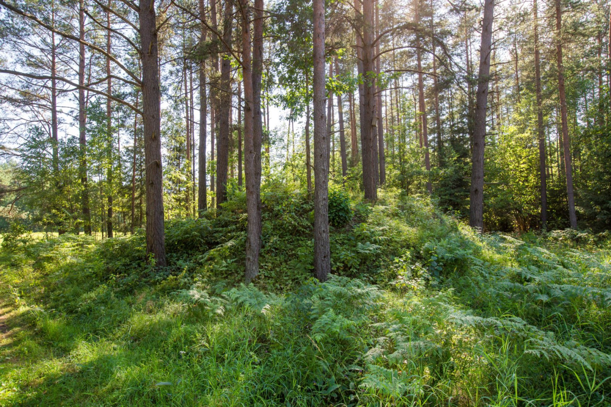 Salako pilkapynas - Visuotinė lietuvių enciklopedija