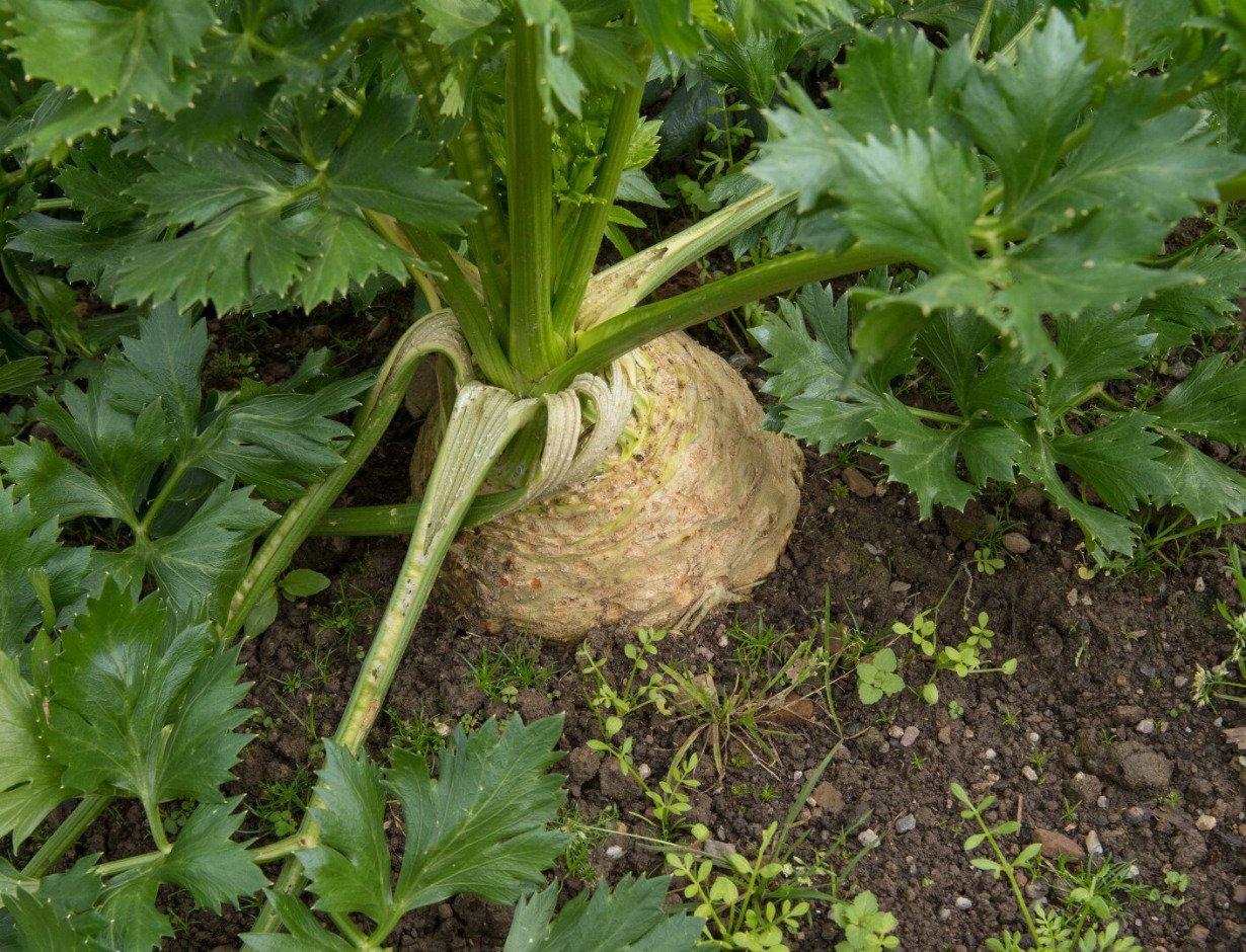 salierai - Visuotinė lietuvių enciklopedija