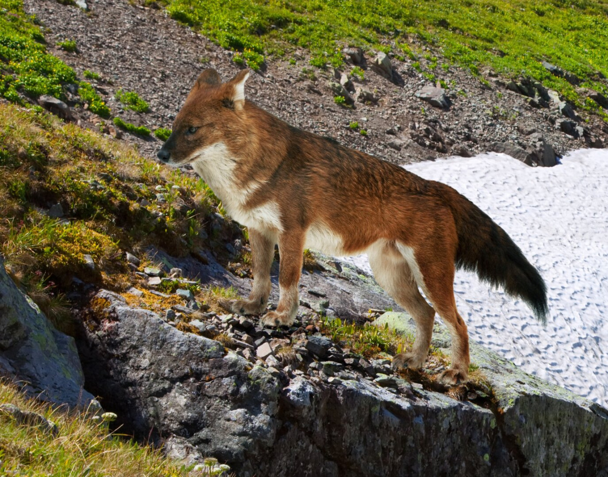 raudonasis vilkas - Visuotinė lietuvių enciklopedija