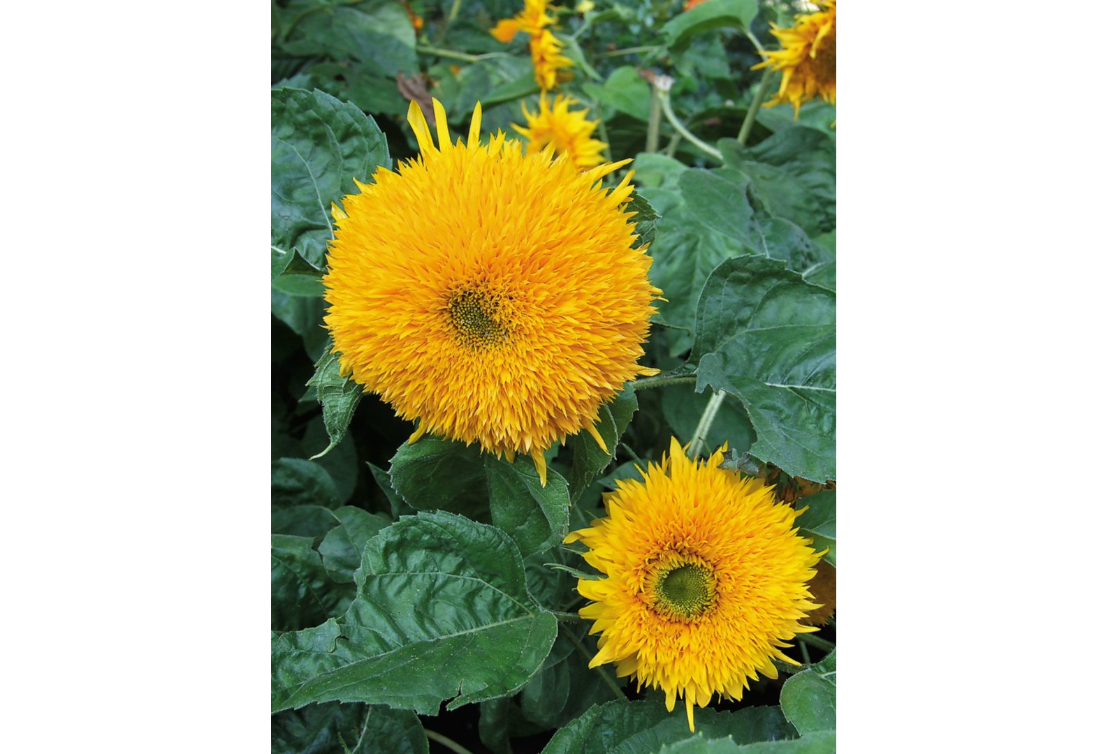 saulėgrąža - Visuotinė lietuvių enciklopedija