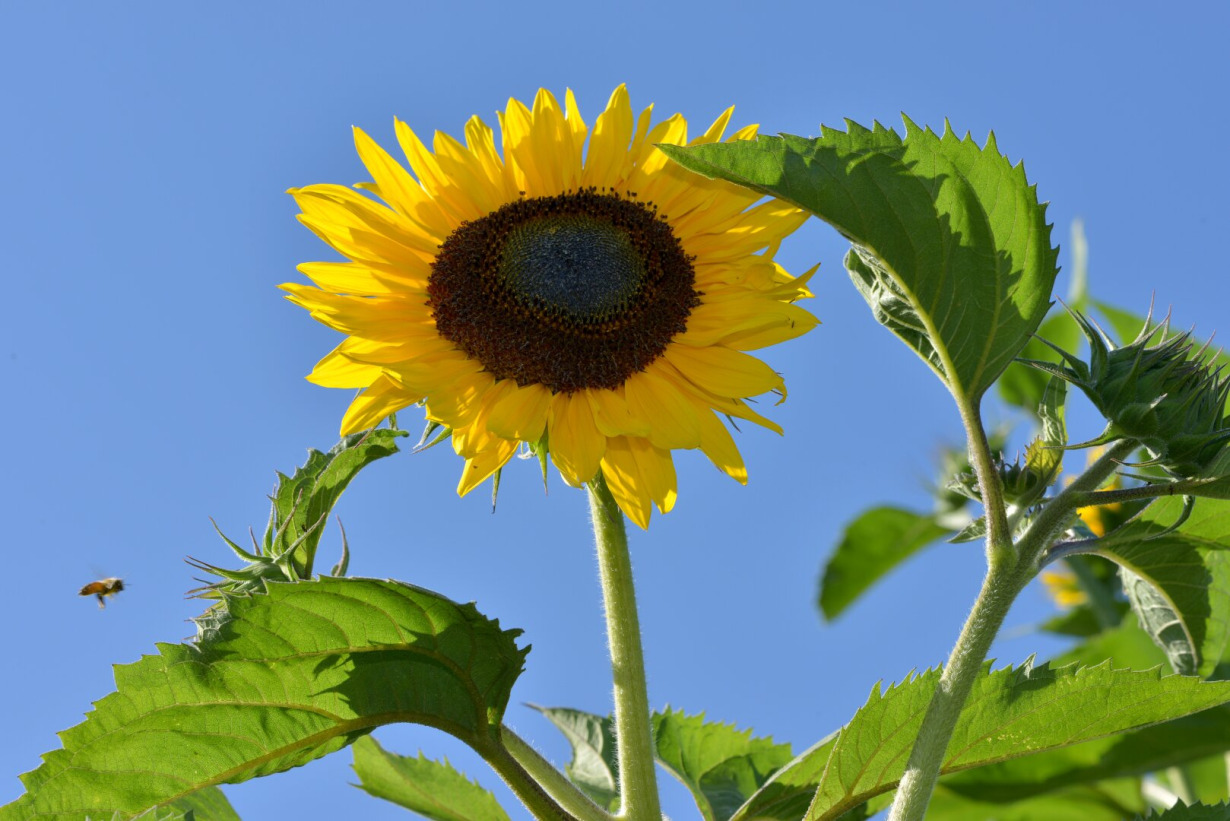 saulėgrąžos - Visuotinė lietuvių enciklopedija