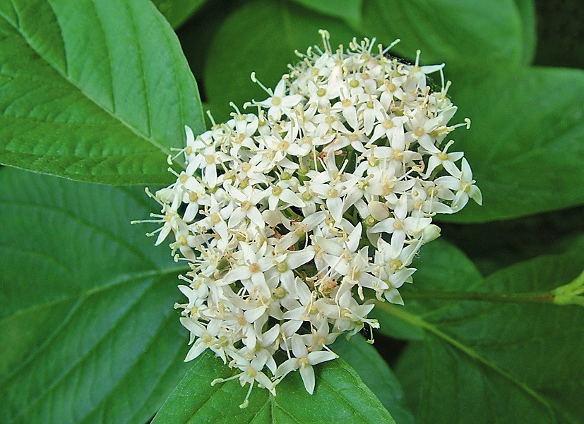 sedula - Visuotinė lietuvių enciklopedija