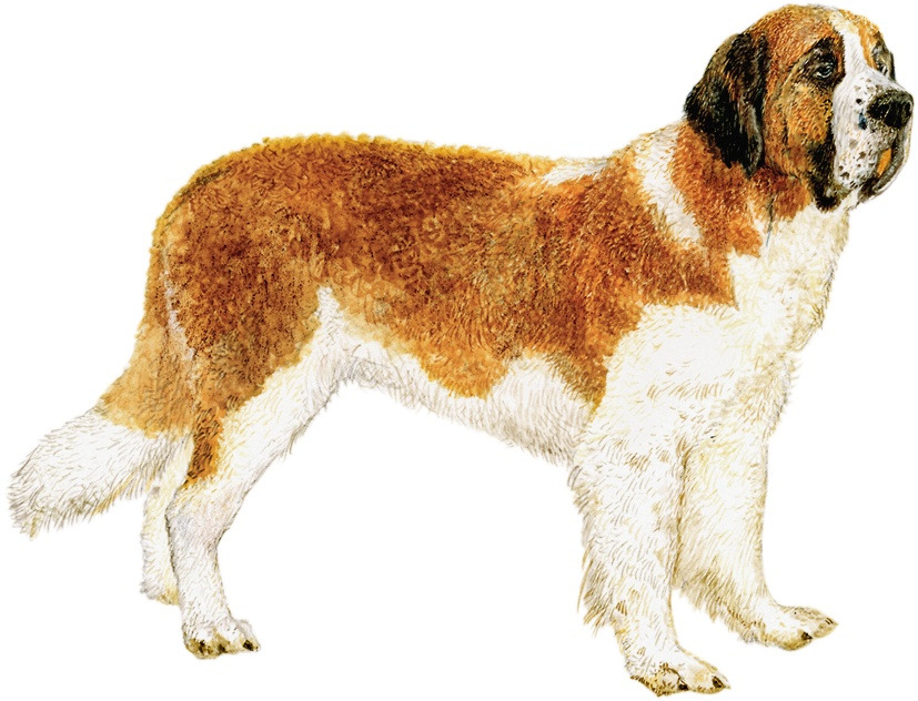 senbernarai - Visuotinė lietuvių enciklopedija