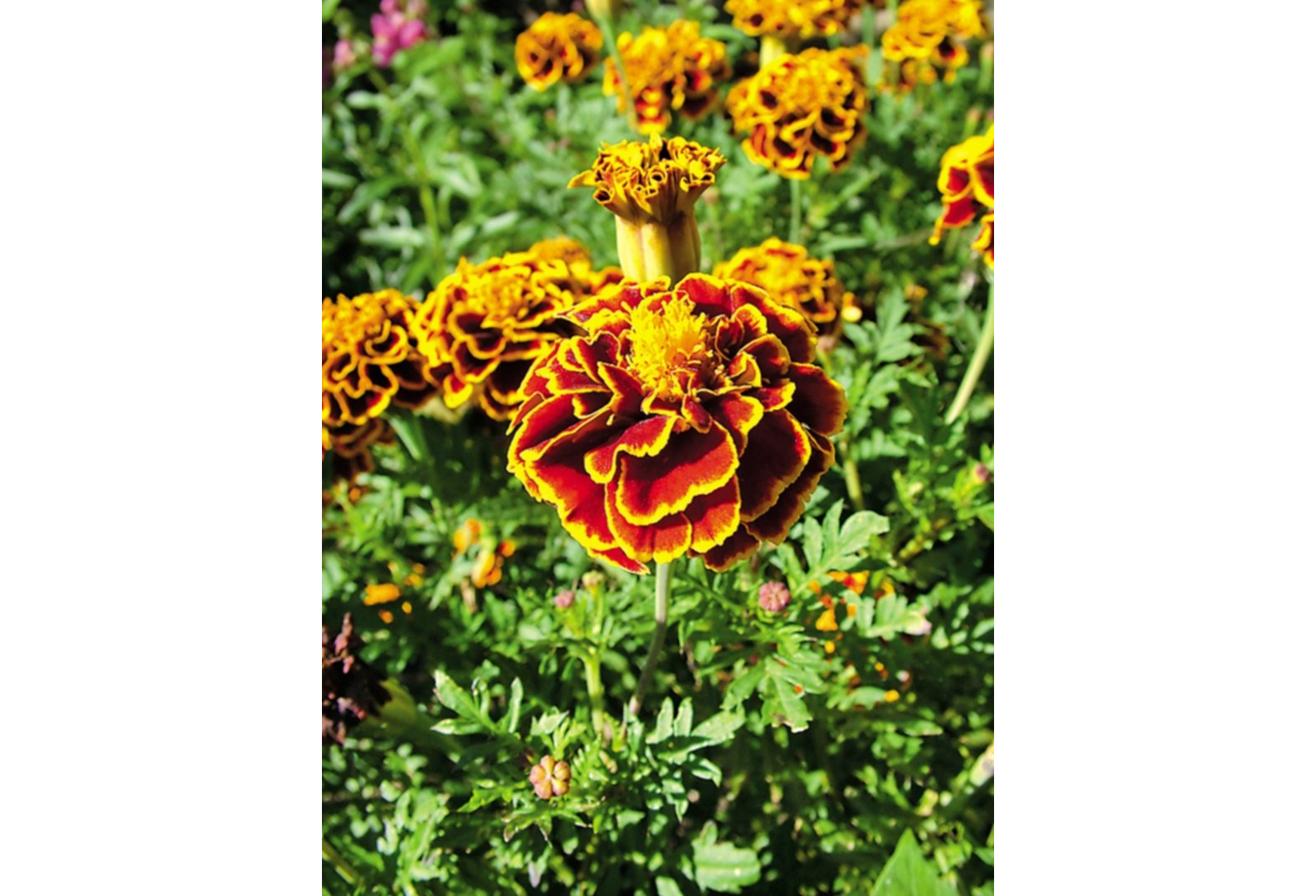 serentis - Visuotinė lietuvių enciklopedija