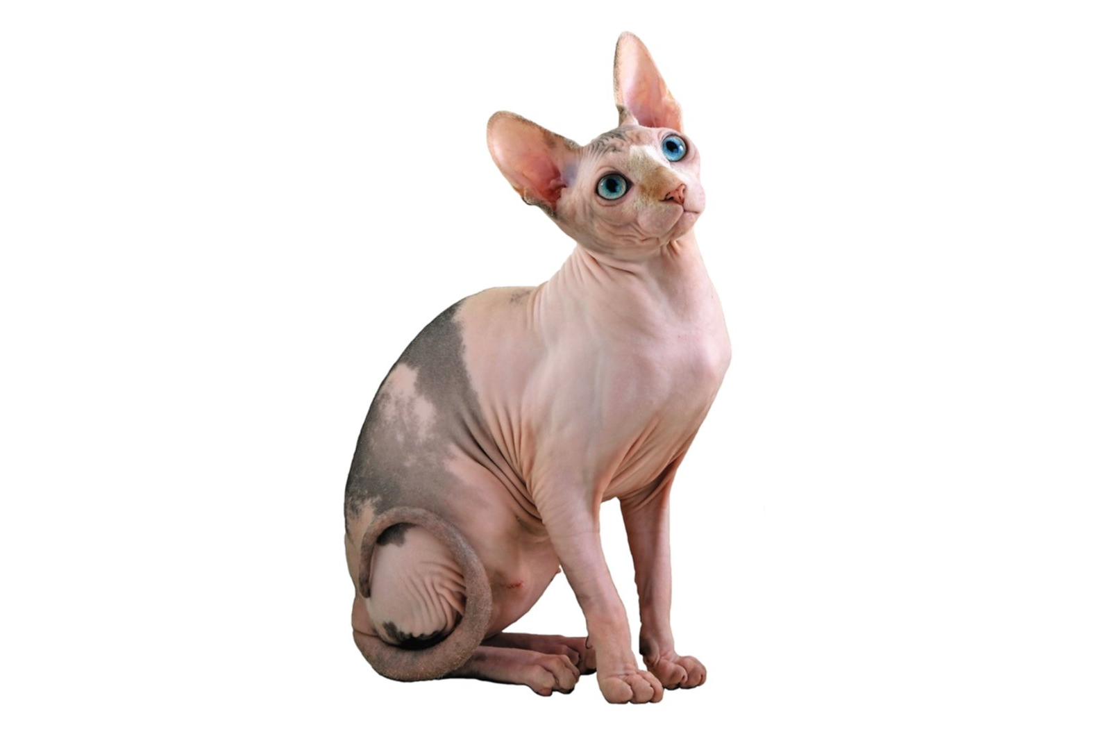 sfinksai - Visuotinė lietuvių enciklopedija