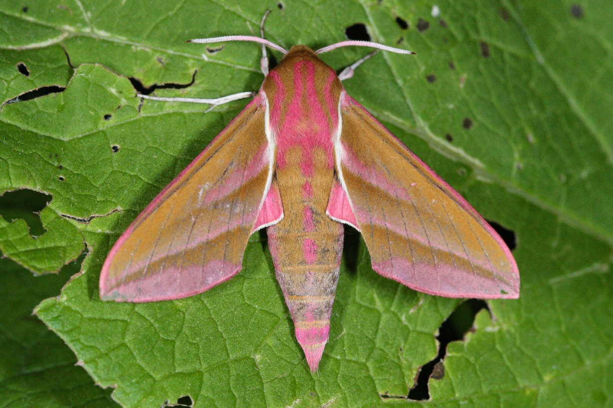 sfinksai - Visuotinė lietuvių enciklopedija