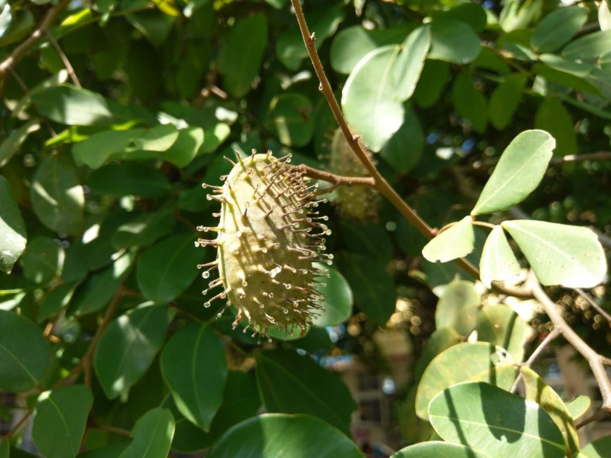 sindora - Visuotinė lietuvių enciklopedija