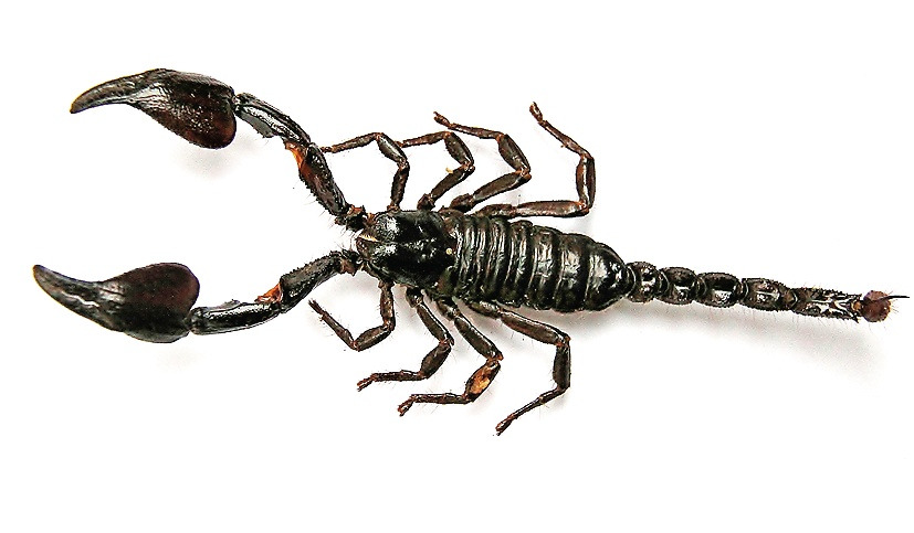 skorpionai - Visuotinė lietuvių enciklopedija