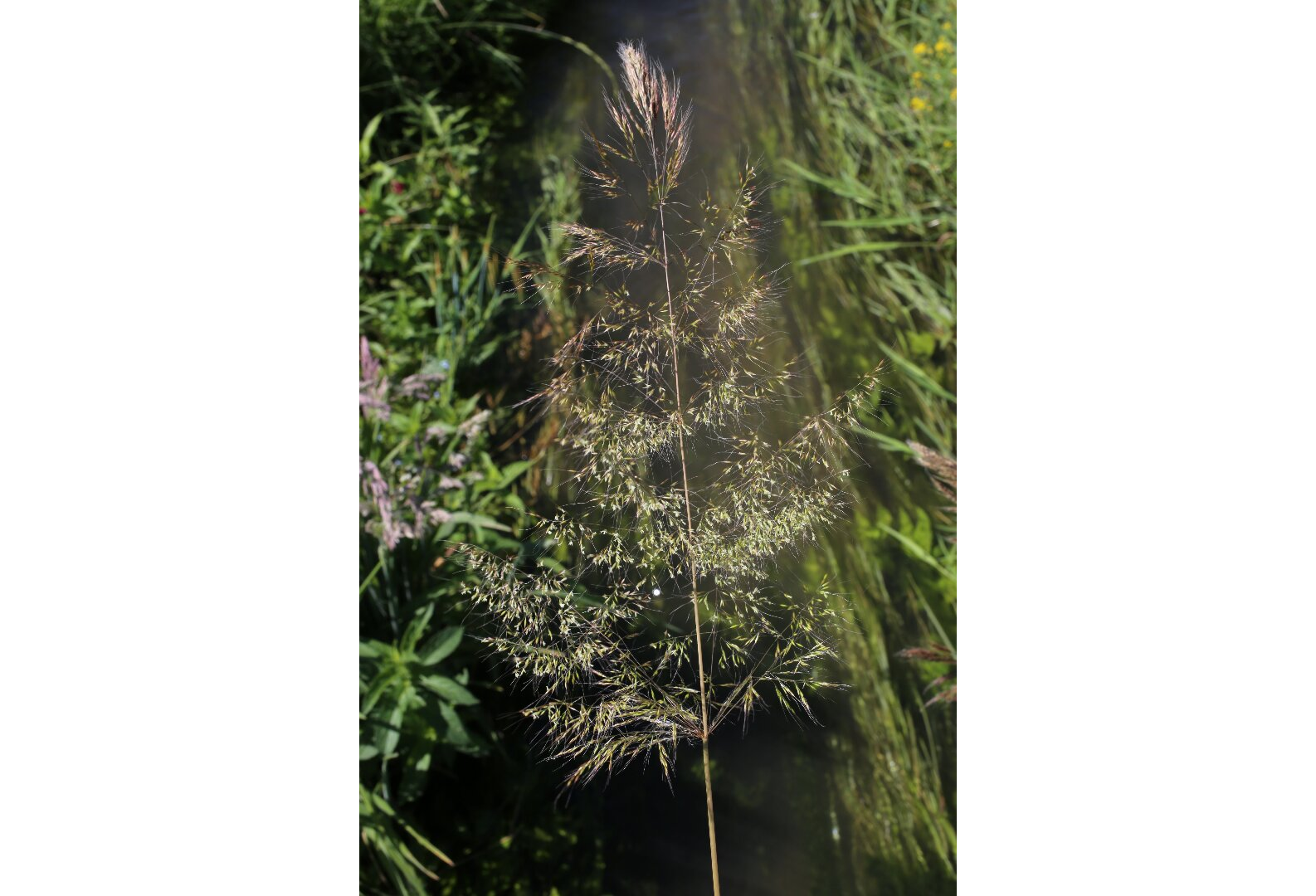 smilguolė - Visuotinė lietuvių enciklopedija