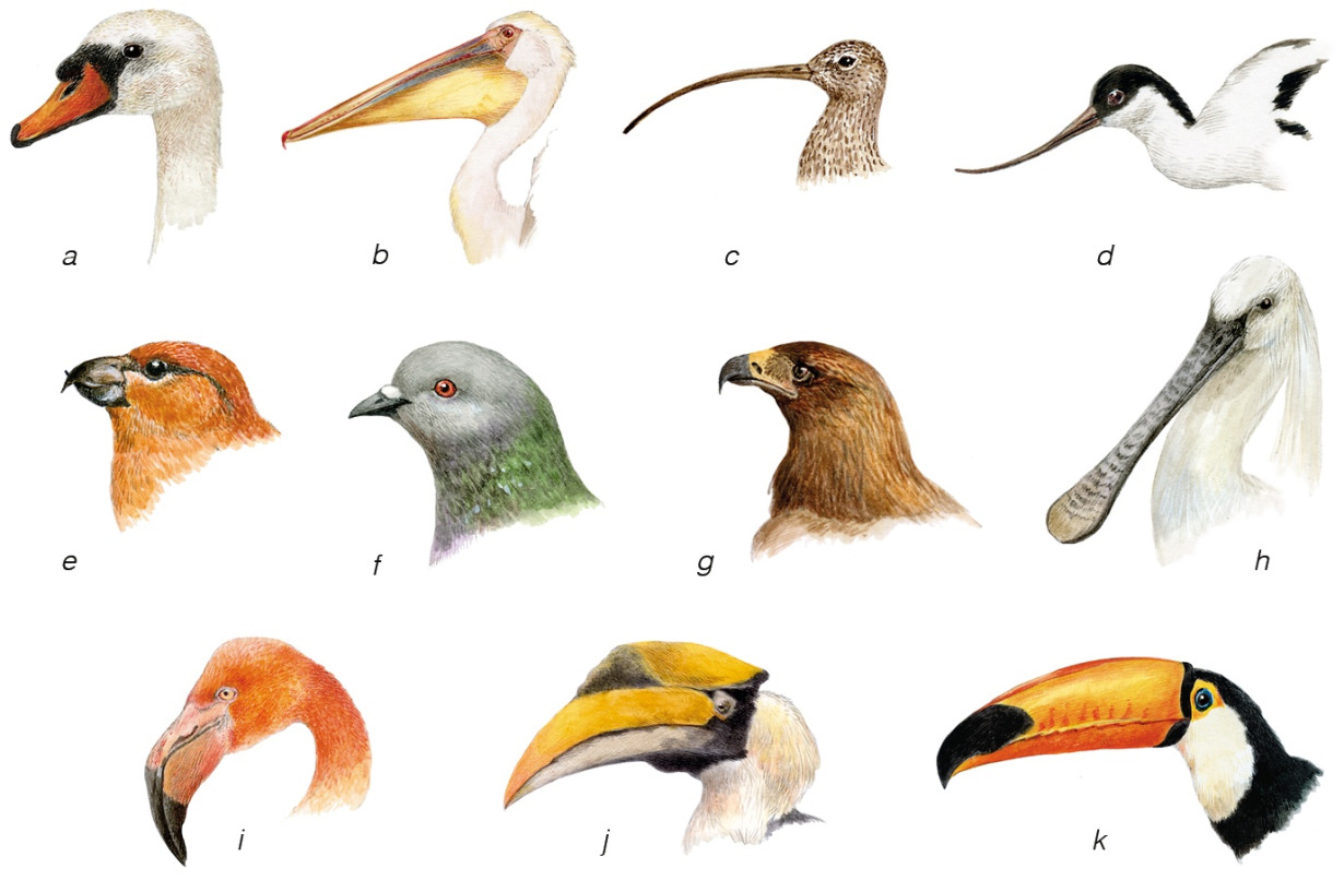 snapas - Visuotinė lietuvių enciklopedija