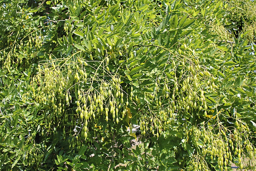 sofora - Visuotinė lietuvių enciklopedija